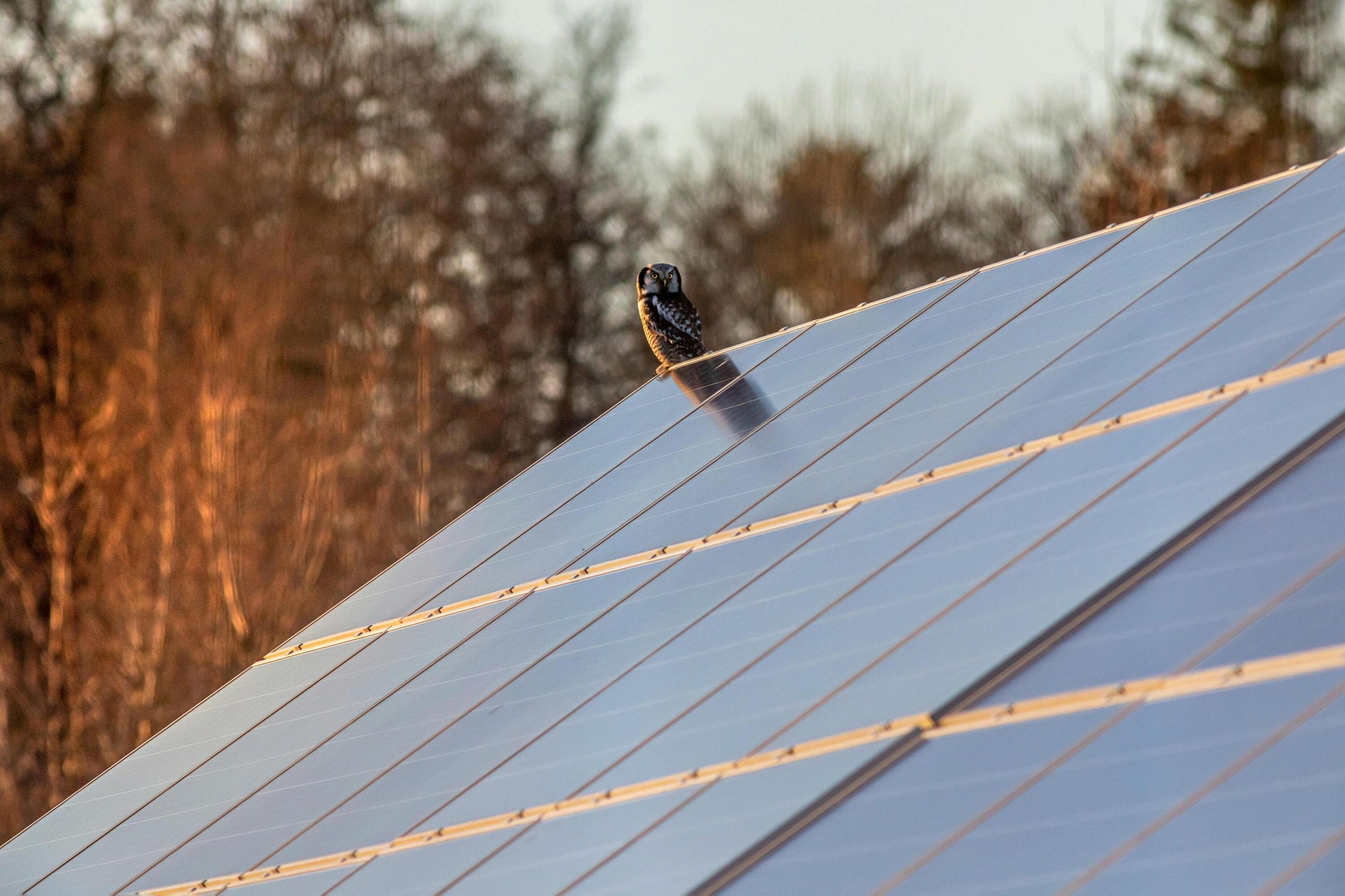 Protect Your Roof from Birds with These Bird Deterrents | Roofstuff ...